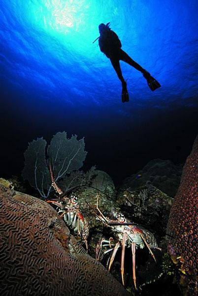 Kajmany - podwodny świat - Podróże