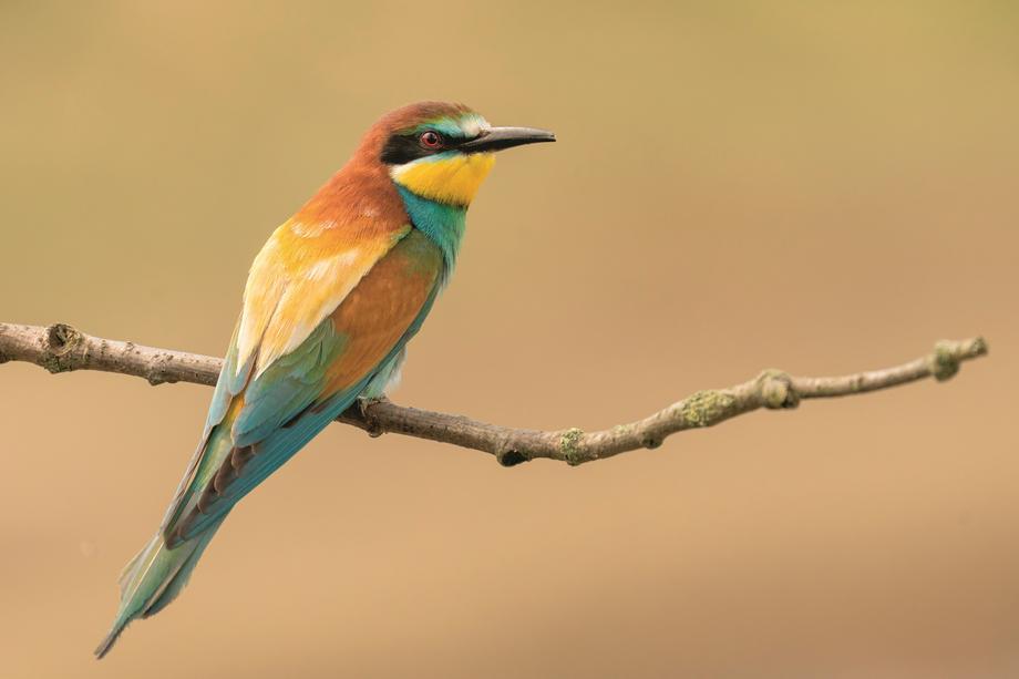 Łukasz Haluch: Ptasiarstwo wyciąga nas zza biurek i pozwala uwolnić się ...