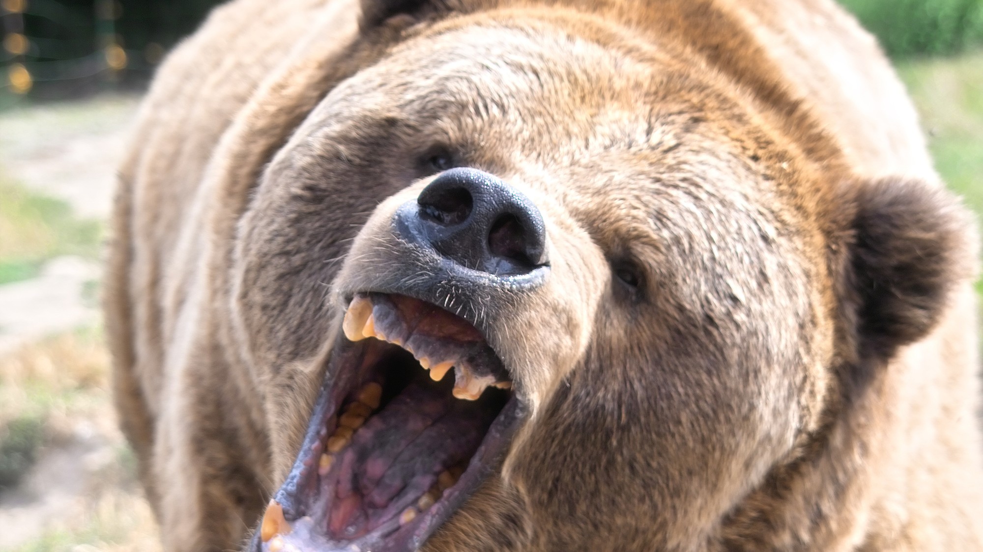 Ďalší útok medveďa na Slovensku! Muža previezli v šoku do nemocnice ...