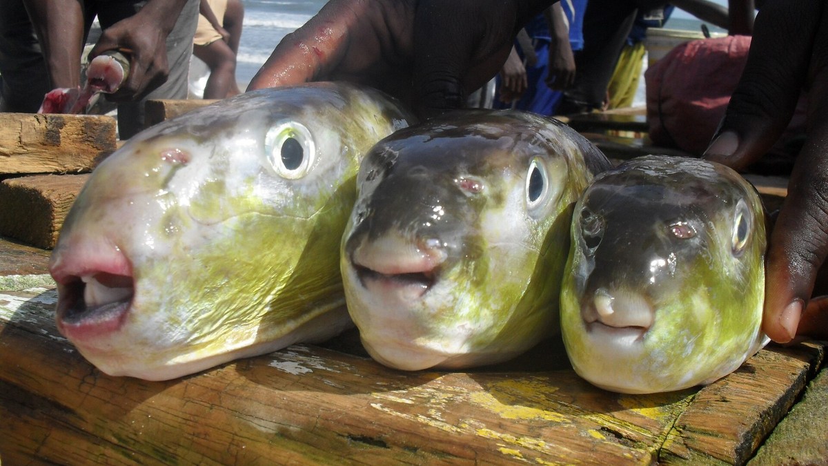 Alarm u Grčkoj zbog toksične "ribe zeca": Stigla i do plaža nadomak ...