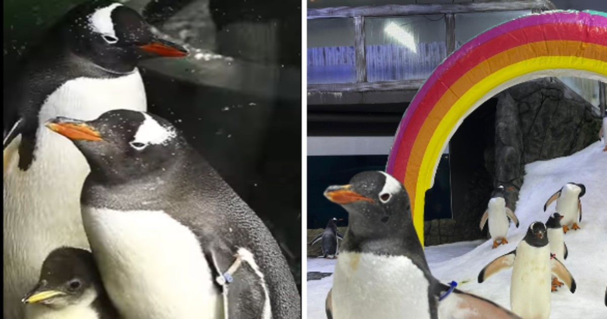 Pingwin opłakuje śmierć swojego partnera. "Zaczął śpiewać" - Kobieta