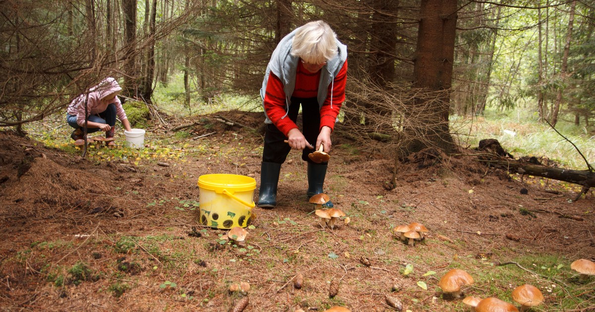 Gdzie na grzyby na Mazowszu? Popularne miejsca w okolicach Warszawy