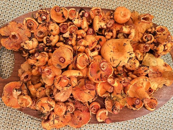 Rydze w roli głównej. Kilka sprawdzonych i nietypowych przepisów. Pycha ...