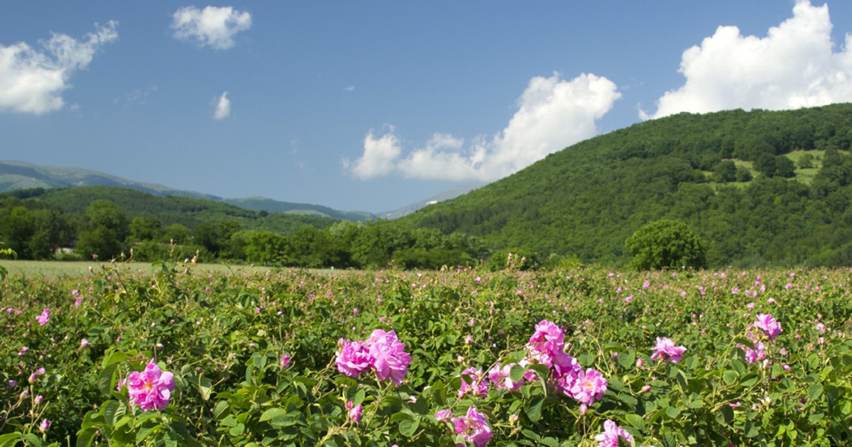 Dolina Róż w Bułgarii - Podróże