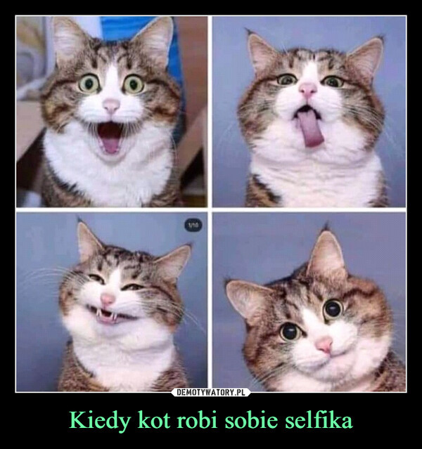 Zobacz najlepsze memy o kotach. Samo życie - Kobieta