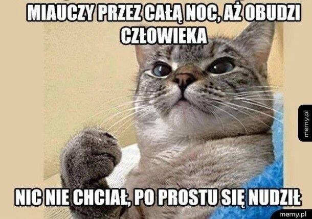 Zobacz najlepsze memy o kotach. Samo życie - Kobieta