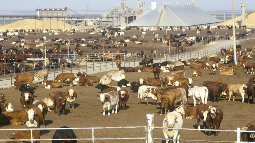 Chiny i Australia. Tam są największe farmy na świecie
