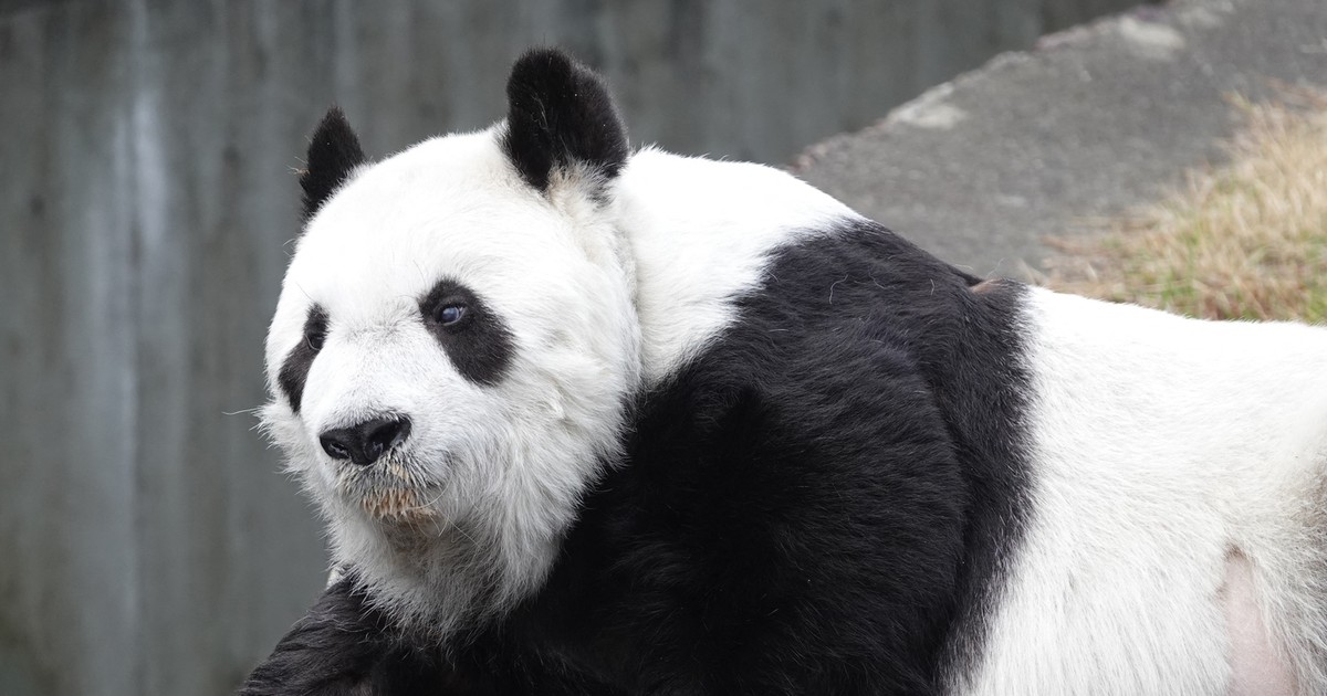 Najstarsza panda w Japonii nie żyje. Japończycy podali powód śmierci ...