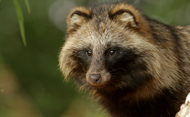 Zakażone jenoty azjatyckie mogą być współodpowiedzialne za wybuch ...