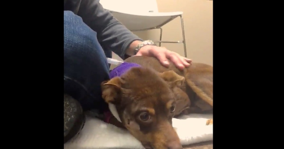 A police officer was fired after shooting a chihuahua | Business ...