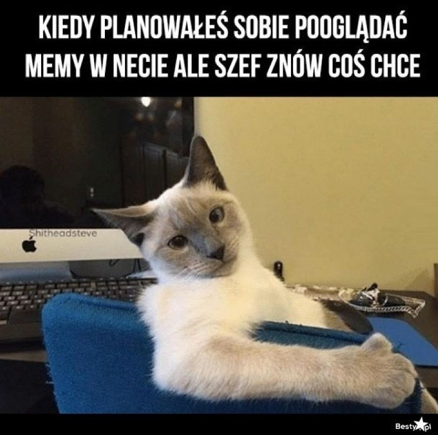Najlepsze memy o szefie. To samo życie - Kobieta