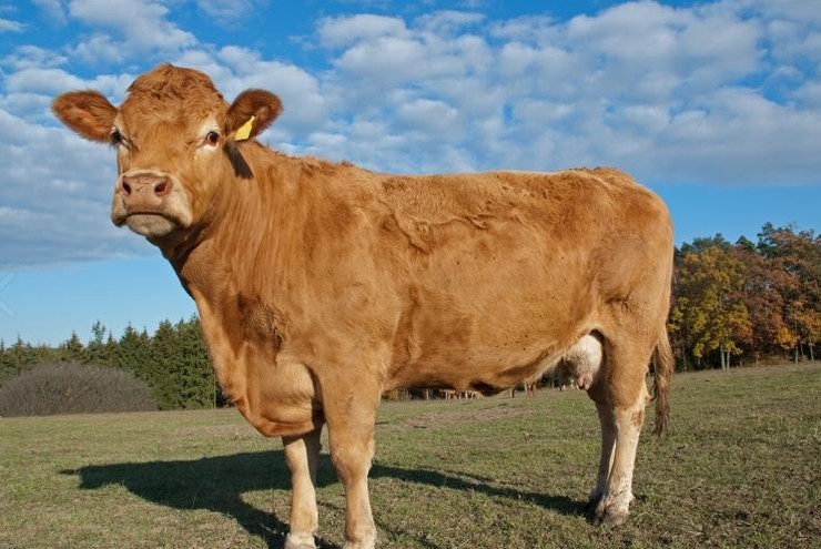 KRAVA SA DEVET ŽIVOTA Prevozili su je u klanicu kada je odlučila da ...