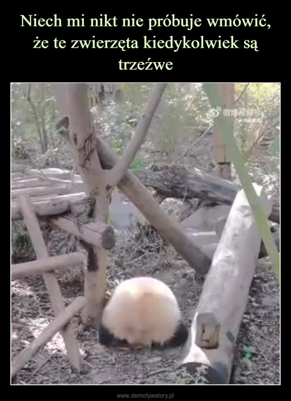 Światowy dzień pandy. Najsłodsze memy na świecie, które musisz zobaczyć ...