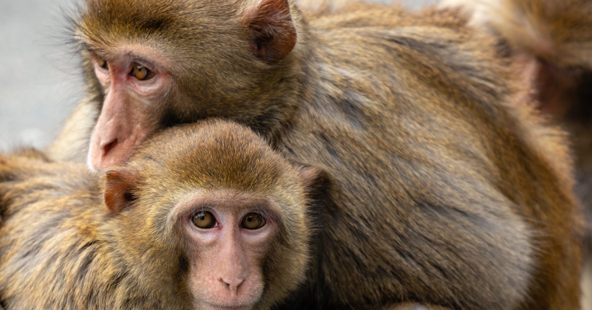 Scientists discover gay behaviors are not only common in male monkeys ...