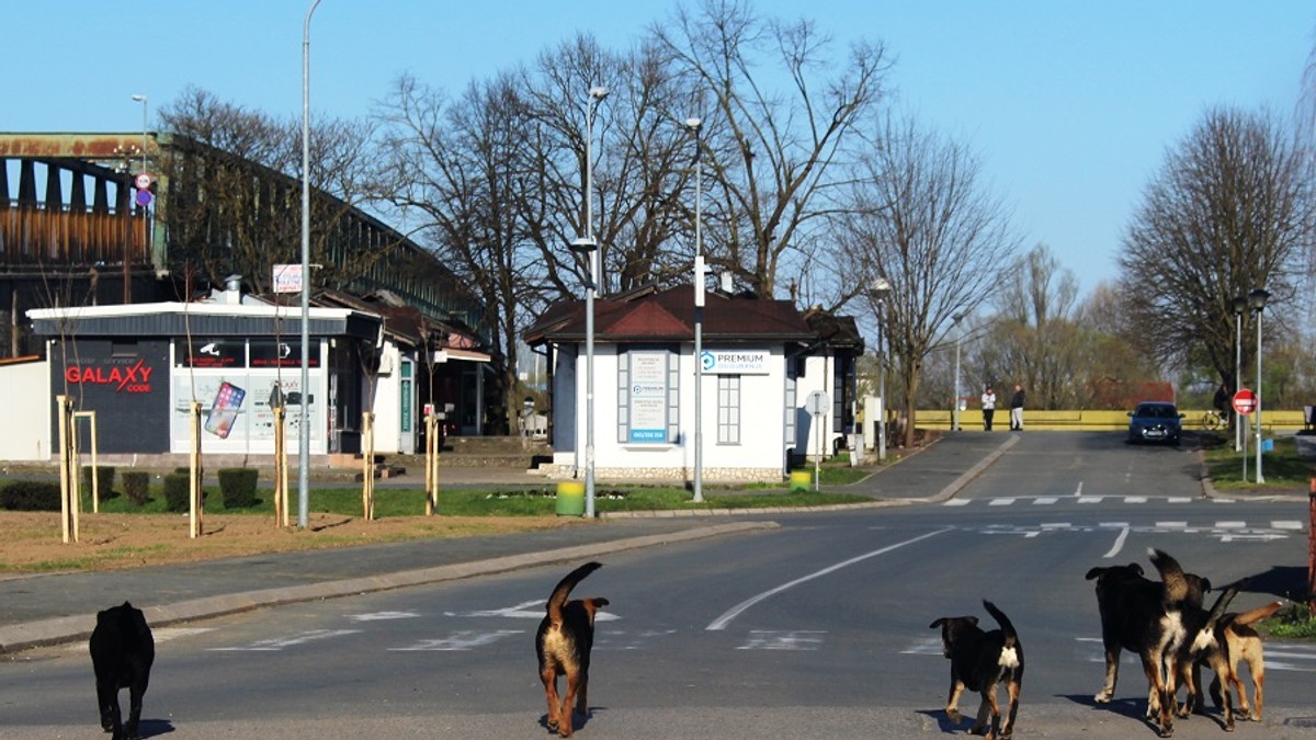 Psi lutalice napali dete kod škole u Velikoj Kladuše: Slučajna ...