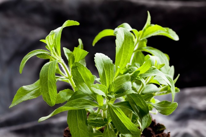 Stevija: 5 stvari koje treba da znate o popularnoj zameni za šećer ...