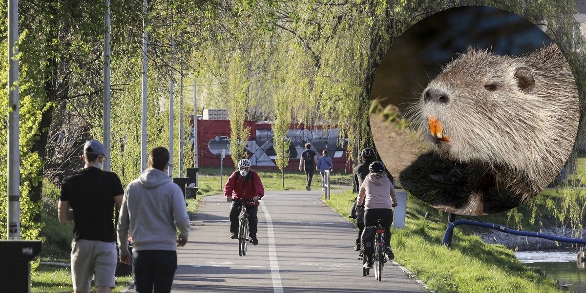 Rybnik. Chwile grozy na bulwarach. Nutria zaatakowała pięciolatka Rybnik. Chwile grozy na bulwarach. Nutria zaatakowała pięciolatka