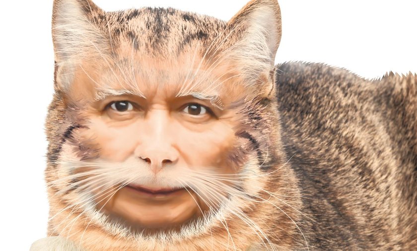 Atlas kotów politycznych . Kaczyński, Tusk, Macierewicz i Ziobro jako koty