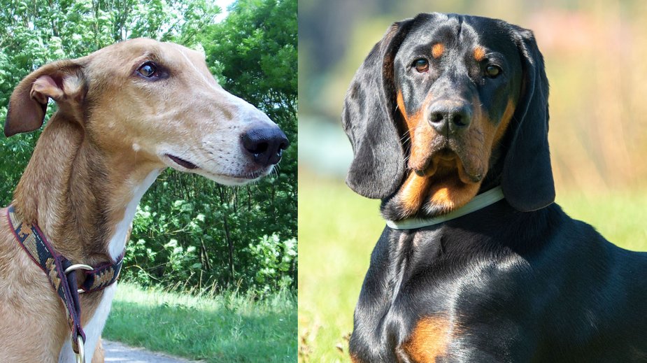 Sześć polskich ras psów - znaliście je wszystkie? - Dom