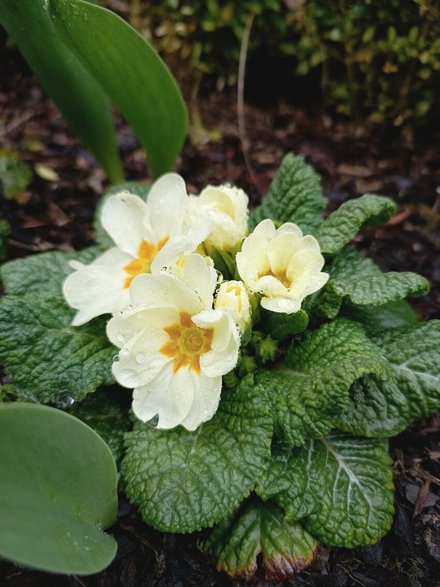 Prymule, czyli pierwiosnki – oznaka wiosny! - Styl życia