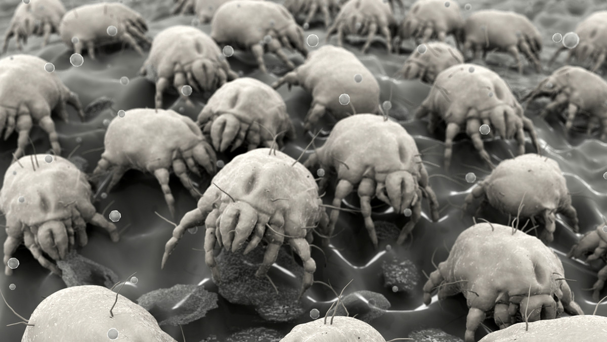 Roztocza kurzu domowego - w łóżku może ich być nawet 2 mln! - Zdrowie