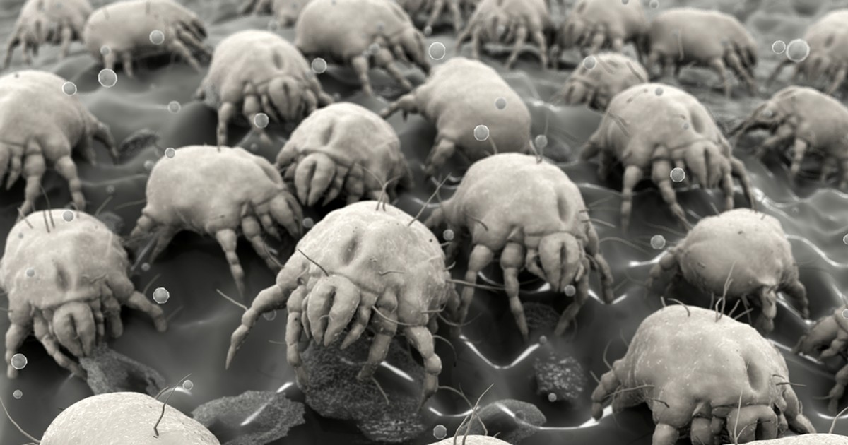 Roztocza kurzu domowego - w łóżku może ich być nawet 2 mln! - Zdrowie