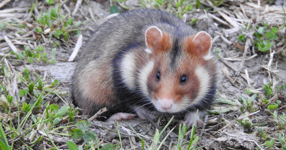 Raczkowa. Fundacja chce uratować ostatnie chomiki europejskie pod Legnicą