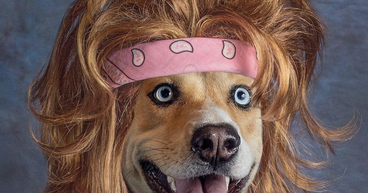 14 photos of Photoshopped dogs wearing outrageous '80s outfits that ...