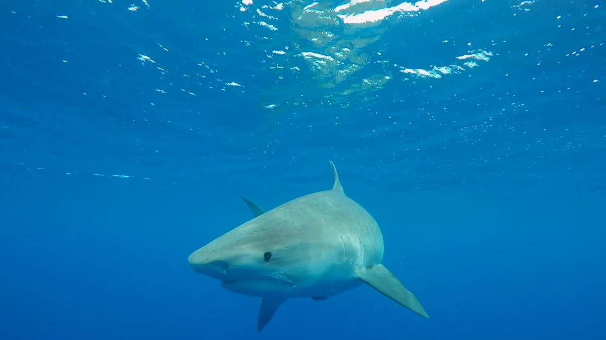 Horor na plažama Floride: Ajkule napale kupače: Žena i dve tinejdžerke zadboile teške telesne ...