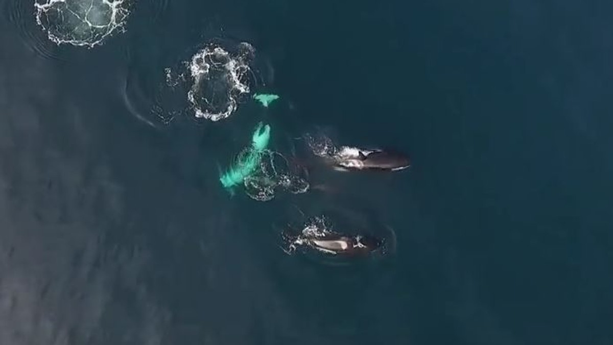 BORBA MORSKIH ZVERI Slučajan snimak otkrio šta kitovi ubice jedu - Blic