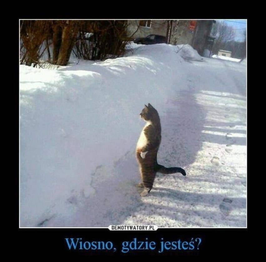 Zimno? Pora na rozgrzewającą dawkę śmiechu. Najlepsze memy o mrozie ...