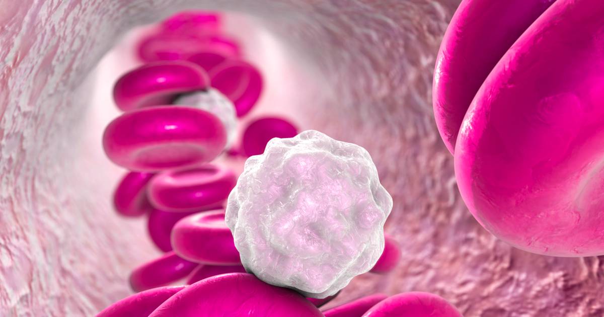 Neutrofile: NORMY. Co oznacza podwyższony lub obniżony stan neutrofili ...