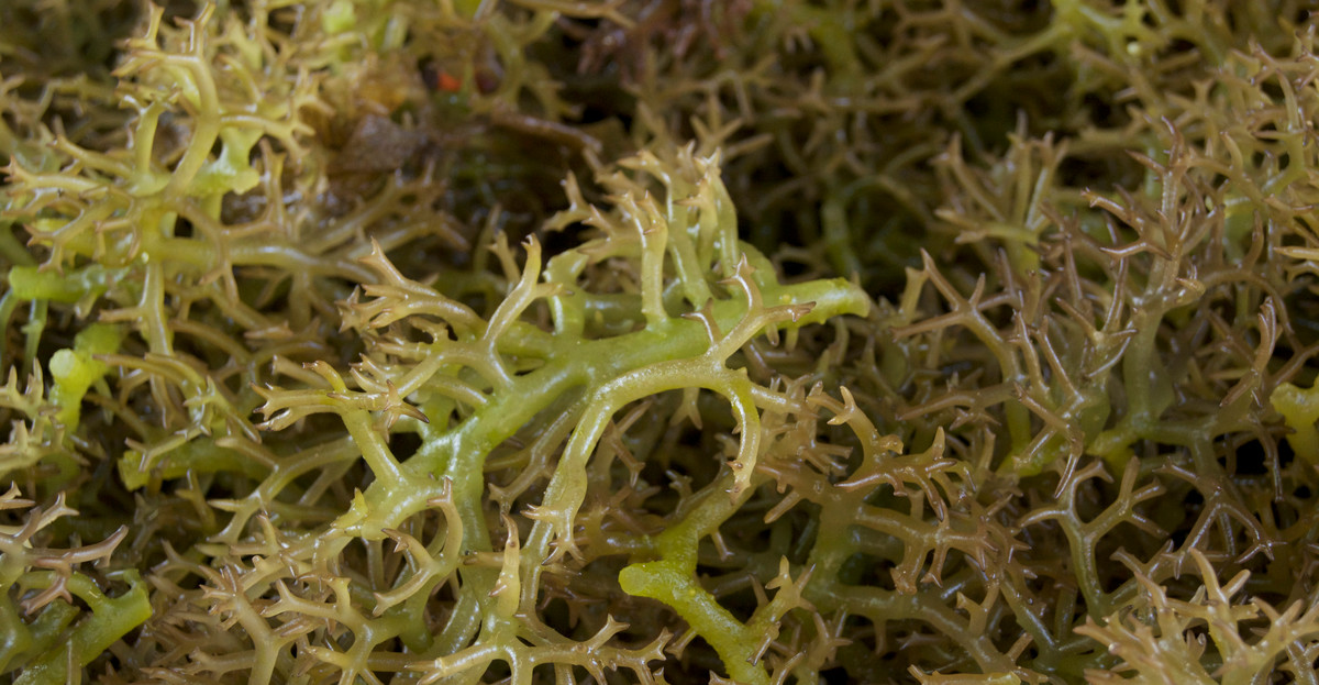 Karagen - w jakich produktach występuje? Właściwości odżywcze, skład i ...