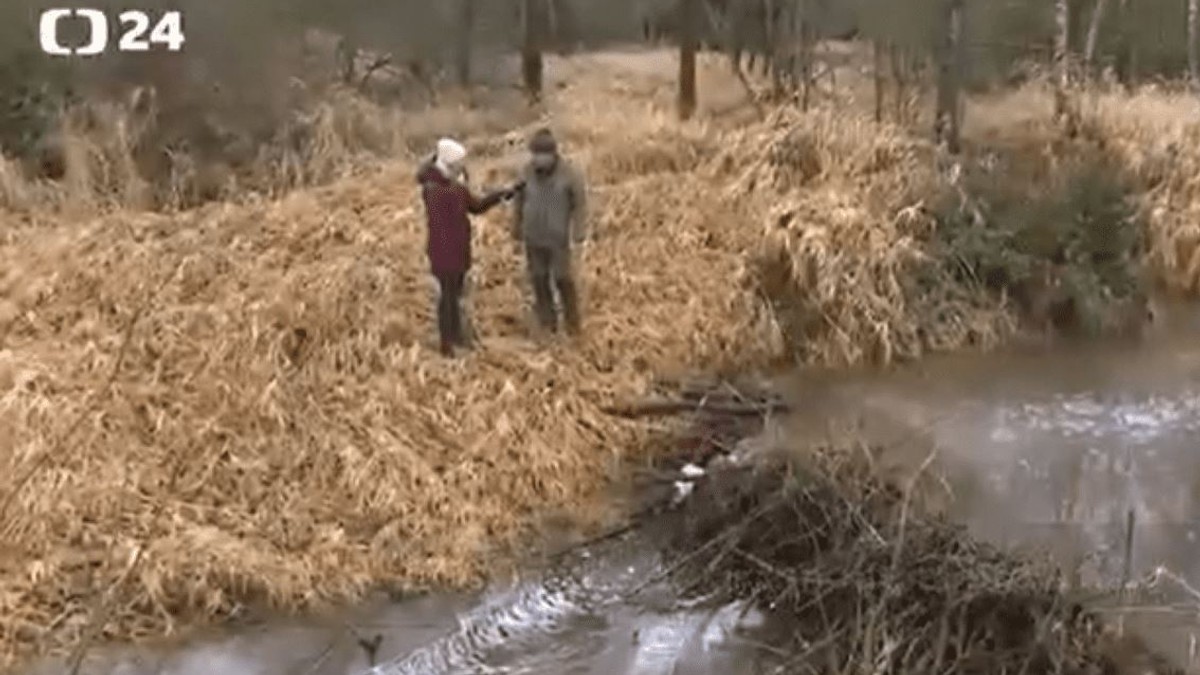 Dabrovi u Češkoj izgradili branu za dva dana i uštedeli vlastima 30 ...