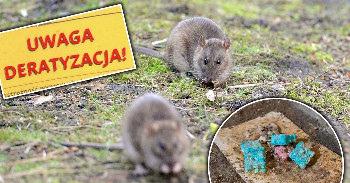 Jesienna deratyzacja w Poznaniu. W całym mieście wykładane są trutki