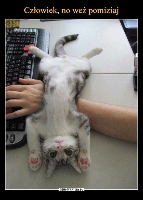 Zobacz najlepsze memy o kotach. Samo życie - Kobieta