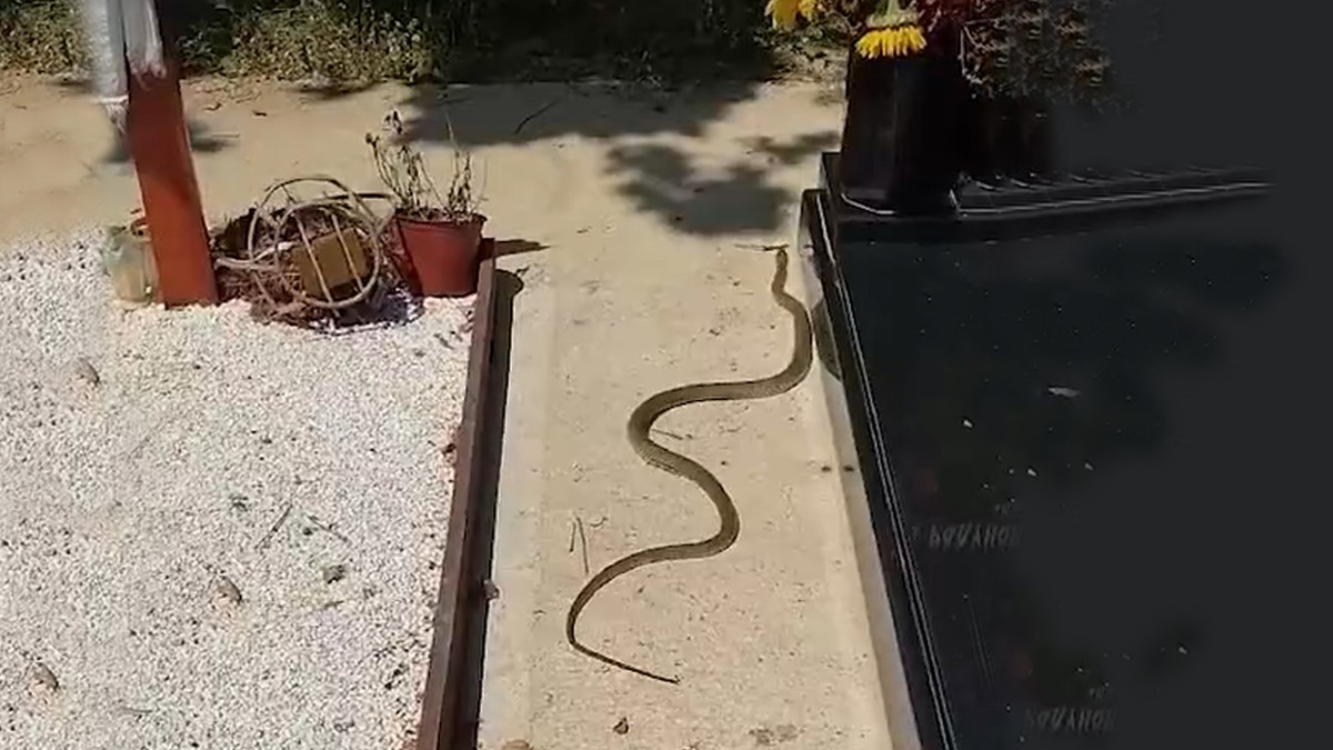 Zašto su zmije i medvedi "poludeli" ove godine: Sve više ujeda ...