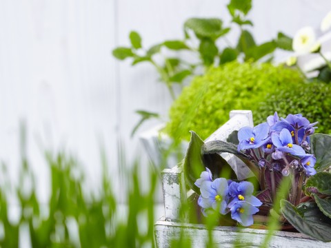 Kwiaty doniczkowe - Kobieta