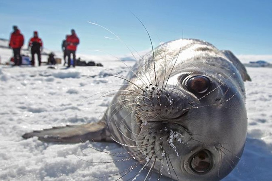 Antarktyka: Raj na Ziemi - Newsweek.pl