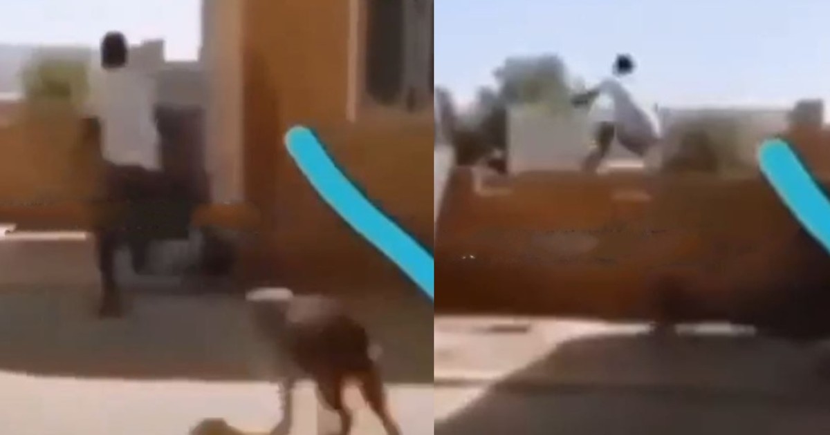 Man being chased by wild bulldog jumps over tall fence wall without ...