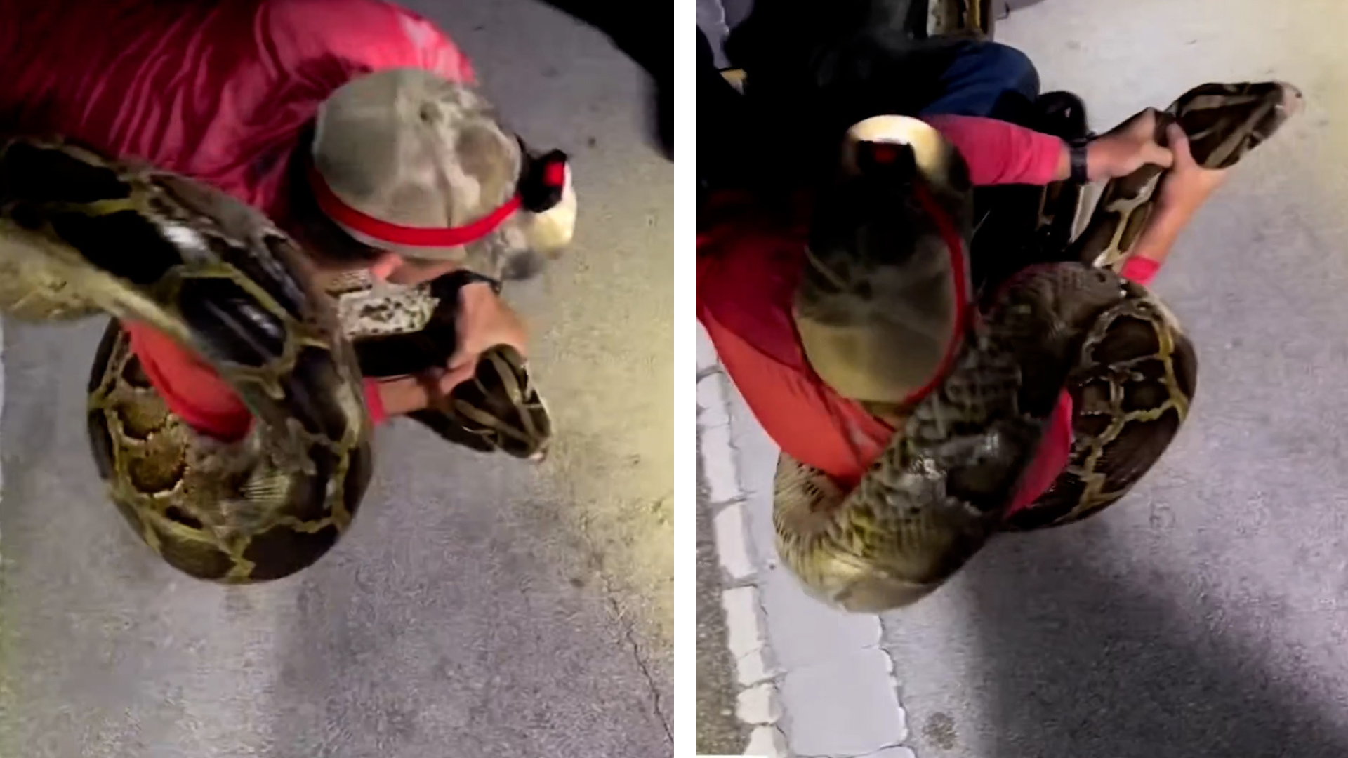 VIDEO: Chytili najdlhšieho pytóna v histórii. Meral pritom takmer 6 ...