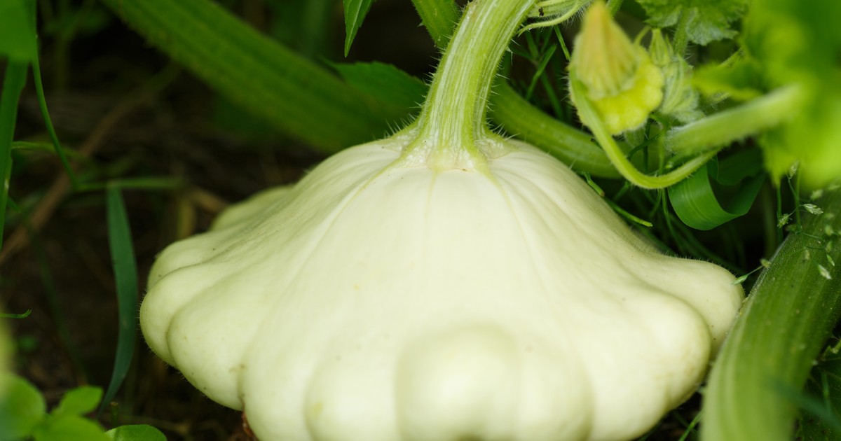 Patison - składniki odżywcze i właściwości zdrowotne. Jak przygotować ...