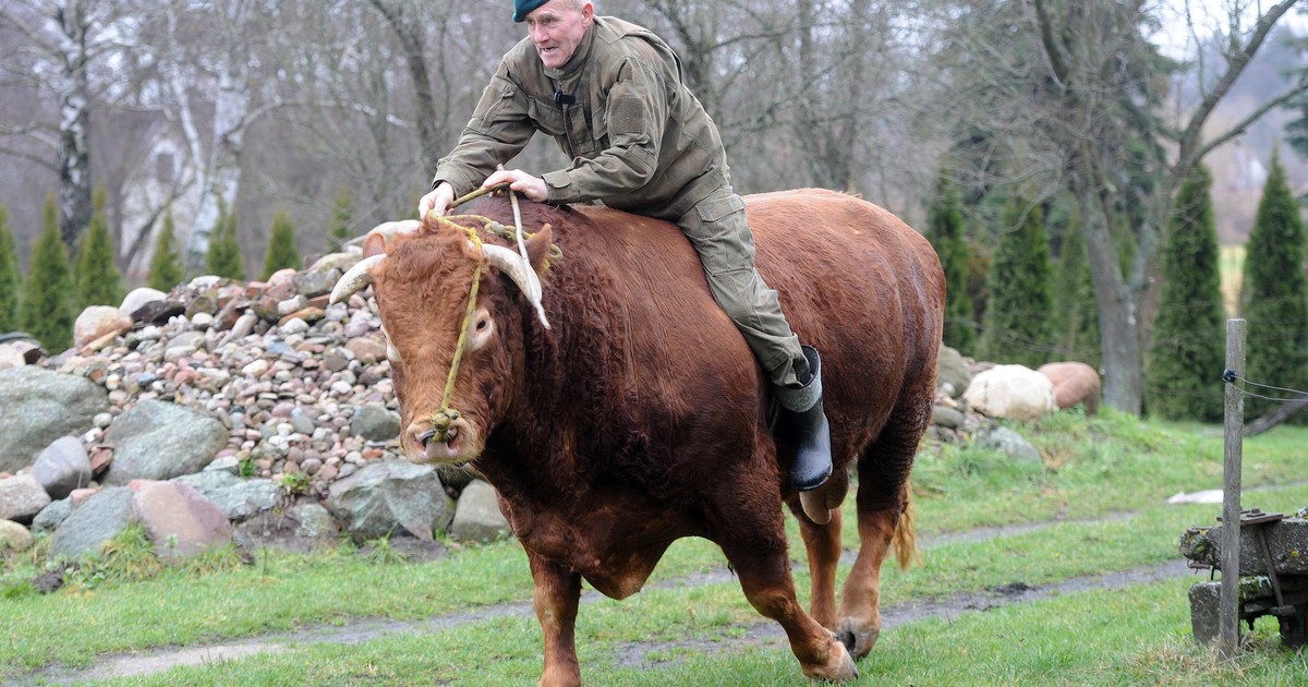 Pan Romuald Rubinowicz jeździ do pracy na byku. Ale historia!