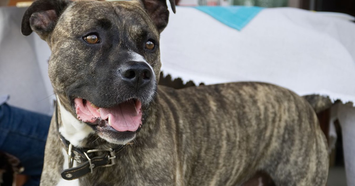 Najgroźniejsze rasy psów. Skąd bierze się agresja u czworonogów ...