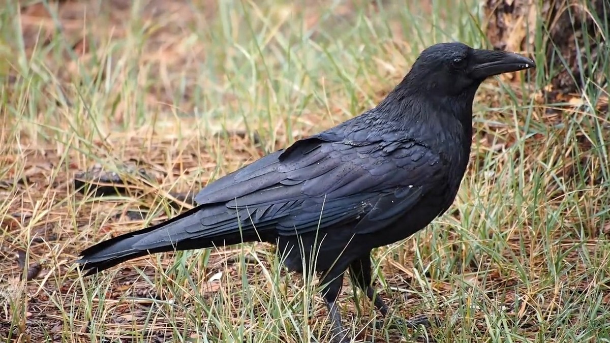 Građani u strahu od napada vrana: Ovako ćete se NAJBOLJE ZAŠTITITI kada ...