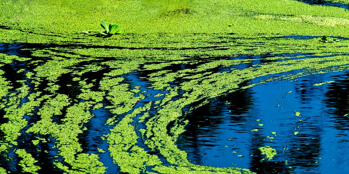 Sinice. Co to jest sinica? Czym grozi kąpiel zanieczyszczonej wodzie ...