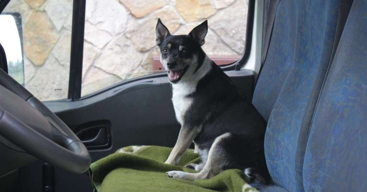 Pies Reksio zwiedził z panem całą Polskę!