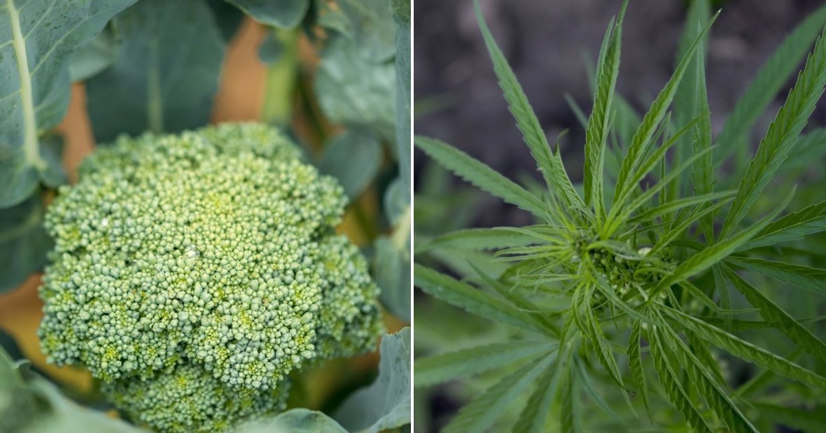 Facebook used pictures of weed and broccoli to showcase the breakneck ...
