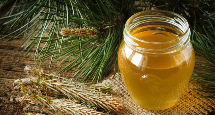 Syrop sosnowy - właściwości, zastosowanie, przepis na syrop sosnowy