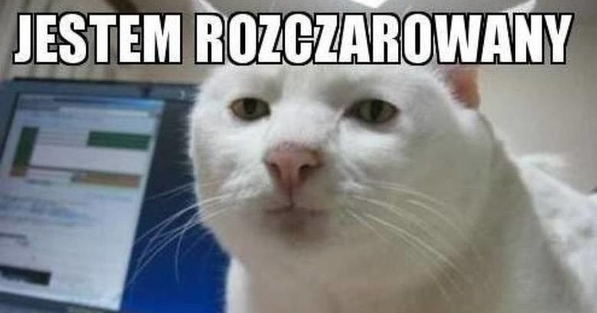 Zobacz najlepsze memy o kotach. Samo życie - Kobieta